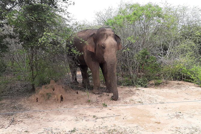 Yala Safari by Yala Safari Wonders - Who Should Book This Tour?