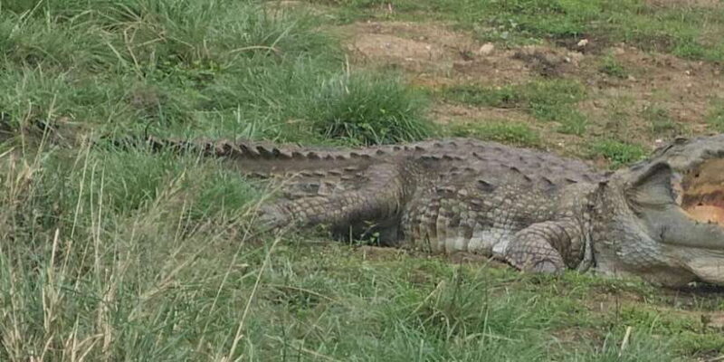 Yala Safari Day Tour - Bentota/Aluthgama/Ahungalla/Kosgoda - Key Points