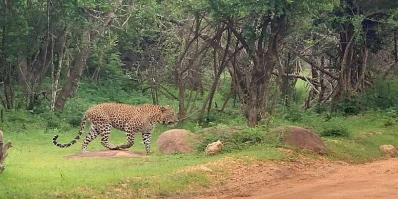 Yala Safari Day Tour - Bentota/Aluthgama/Ahungalla/Kosgoda - An In-Depth Look at the Yala Safari Day Tour