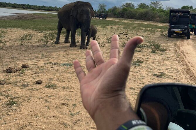 Yala Safari Day Tour - Key Points