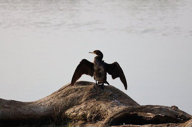 Yala Safari Day Trip from Bentota/ Kalutara/ Ahungalla/ Hikkaduwa - The Sum Up: A Worthwhile Wildlife Adventure