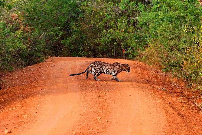 Yala Safari Day Trip from Bentota/ Kalutara/ Ahungalla/ Hikkaduwa - An Honest Look at the Yala Safari Day Trip from Bentota