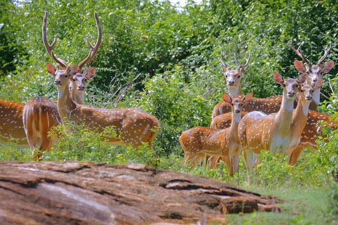 Yala Safari Day Trip from Bentota/ Kalutara/ Ahungalla/ Hikkaduwa - Key Points