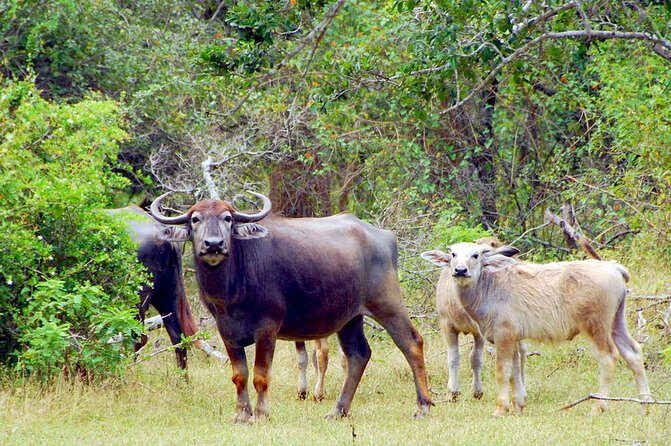 Yala Safari Day Trip from Bentota/ Kalutara/ Ahungalla/ Hikkaduwa - Who Would Enjoy This Safari?