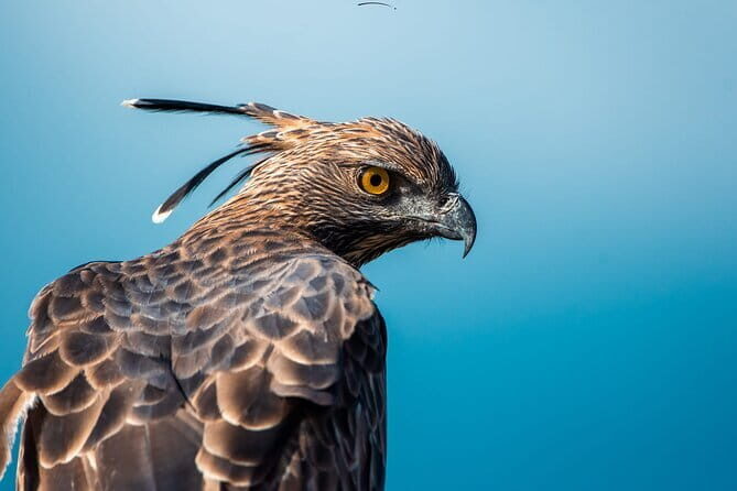 Yala Safari Day Trip from Ella/ Tangalle/ Dikwella/ Hambantota - The Authentic Experience: Balancing Expectations and Reality