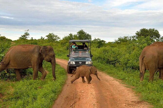 Yala Safari Drive From Ella - FAQ - Your Practical Questions Answered