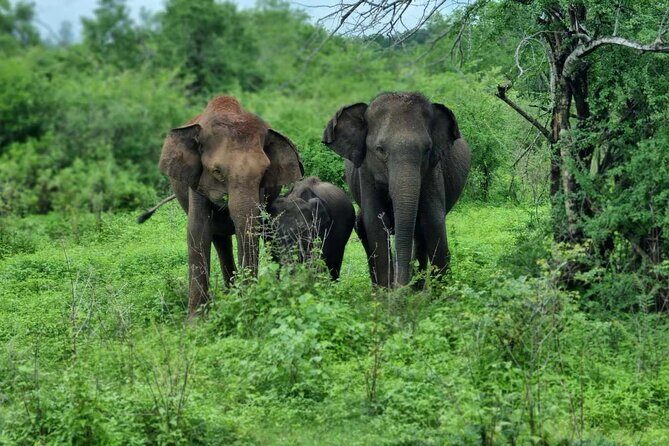 Yala safari from Galle / Unawatuna / Waligama / MIrissa / Matara - An Introduction to the Tour