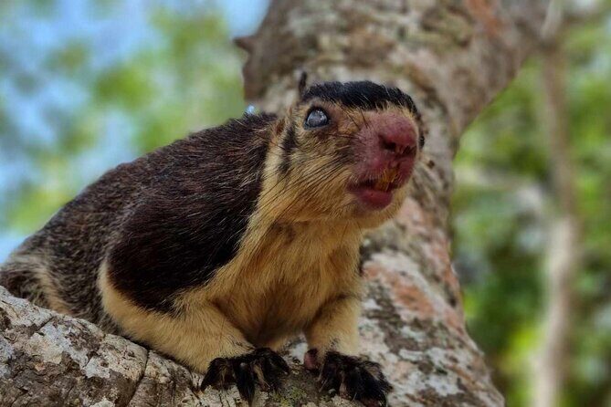 Yala safari from Galle / Unawatuna / Waligama / MIrissa / Matara - Practical Tips for Travelers