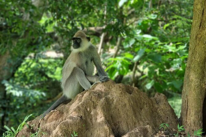 Yala safari from Galle / Unawatuna / Waligama / MIrissa / Matara - Who Should Consider This Tour?