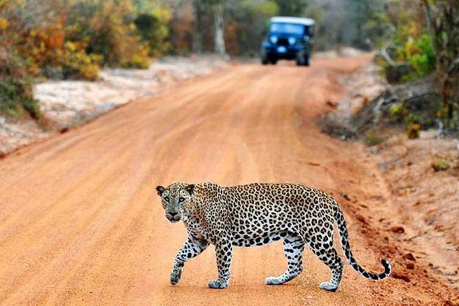 Yala Safari from Hambantota Port by BTM - Private & All Inclusive - Benefits and Drawbacks