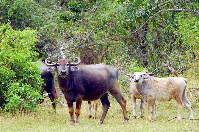 Yala Safari from Hambantota Port by BTM - Private & All Inclusive - Practical Details & What You Should Know