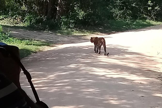 Yala Safari From Kaluthara - Bantota - ahaungalla -Hikkaduwa - And Surround - An Introduction to the Yala Safari Experience
