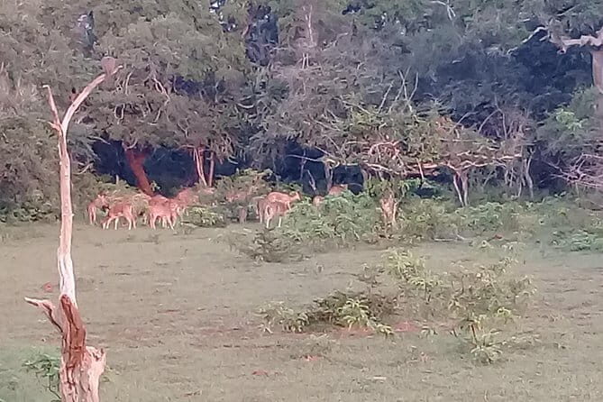 Yala Safari From Kaluthara - Bantota - ahaungalla -Hikkaduwa - And Surround - Practical Tips & Considerations