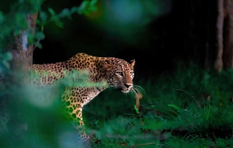 Yala Safari From Tissamaharama Safari Adventure - Key Points