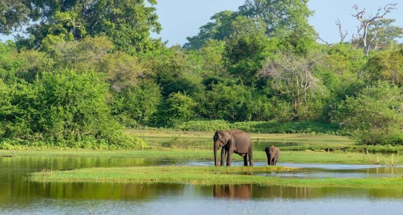 Yala Safari From Tissamaharama Safari Adventure - Discovering Yala with a Practical Twist