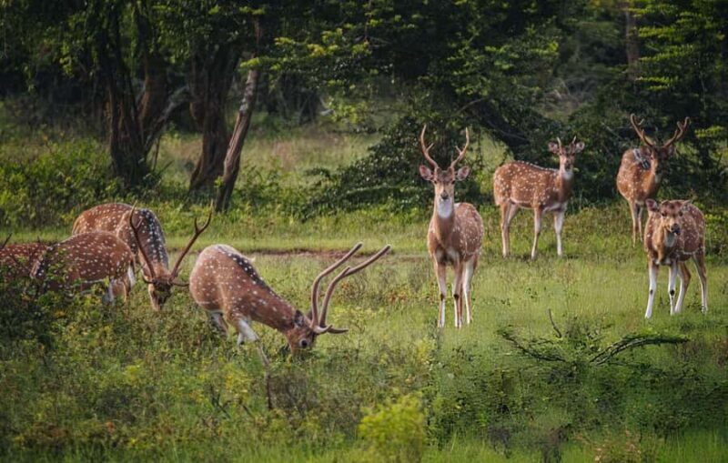 Yala Safari From Tissamaharama Safari Adventure - The Journey: From Booking to Back Home