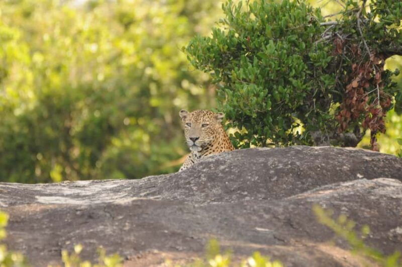 Yala Safari From Tissamaharama Safari Adventure - The Impact of Small Groups and Personalized Service