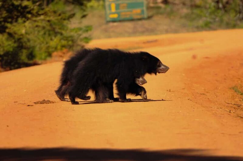 Yala Safari From Tissamaharama Safari Adventure - Safety, Comfort, and Responsible Wildlife Viewing