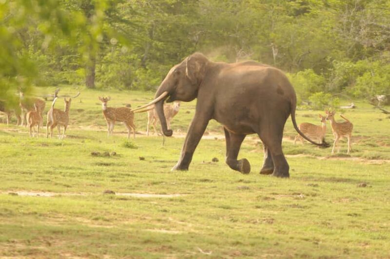 Yala Safari From Tissamaharama Safari Adventure - Who Should Consider This Safari?