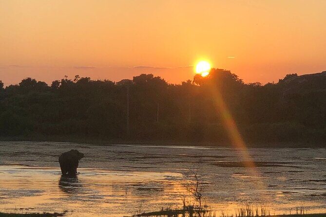 Yala Safari Half Day Tour - An In-Depth Look at the Yala Safari Experience