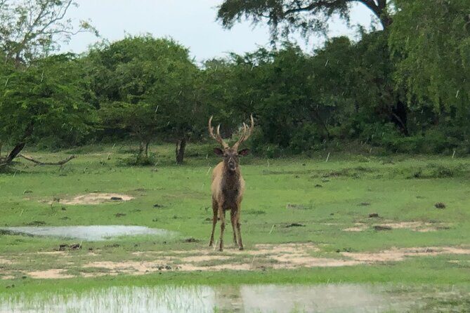 Yala Safari Half Day Tour - The Transportation and Practicalities