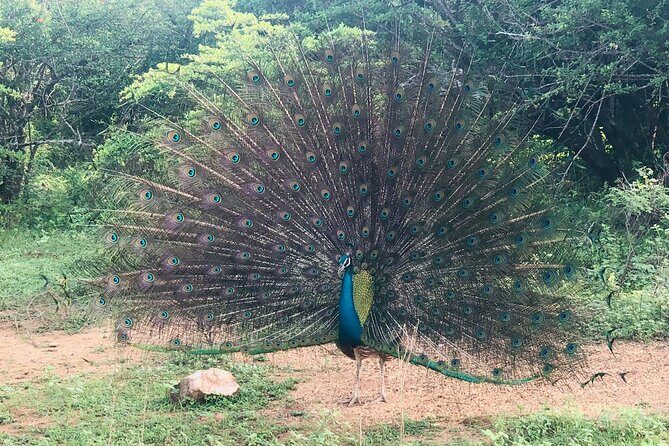 Yala Safari Half Day Tour - Authentic Experiences and Honest Feedback