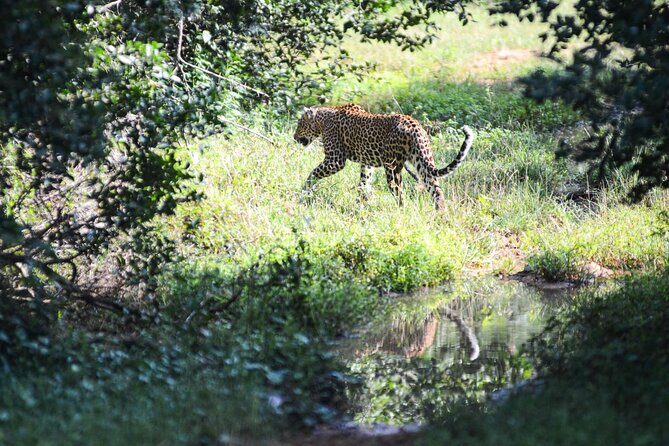 Yala Safari Half Day Tour - The Sum Up: Is This Tour Right for You?