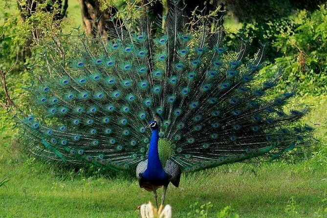 Yala Safari Private Day Tour From Kaluthara/Beruwala/Bentota/Kosgoda/Ahungalla - Who’s This Tour Best For?