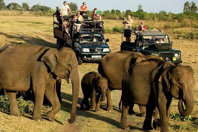 Yala Safari Private Day Tour From Kaluthara/Beruwala/Bentota/Kosgoda/Ahungalla - Practical Tips for Your Safari