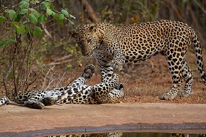 Yala Safari Private Day Tour Kaluthara/Beruwala/Bentota/Kosgoda/Ahungalla - Key Points