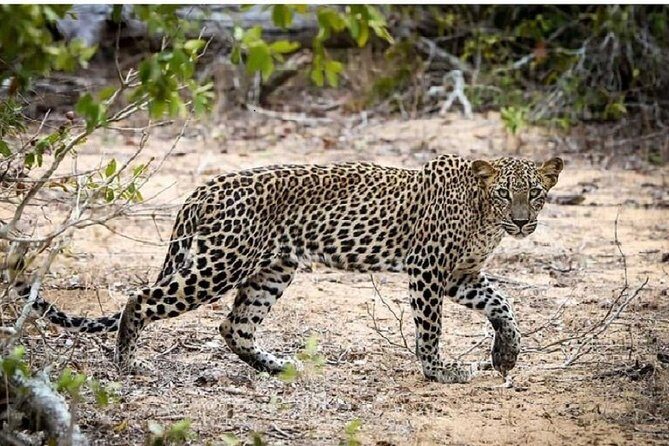 Yala Safari Private Day Tour Kaluthara/Beruwala/Bentota/Kosgoda/Ahungalla - An In-Depth Look at the Yala Safari Experience