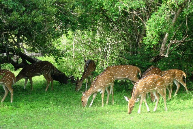 Yala Safari Private Day Trip from Bentota and Kalutara Areas - A Detailed Look at the Yala Safari Experience