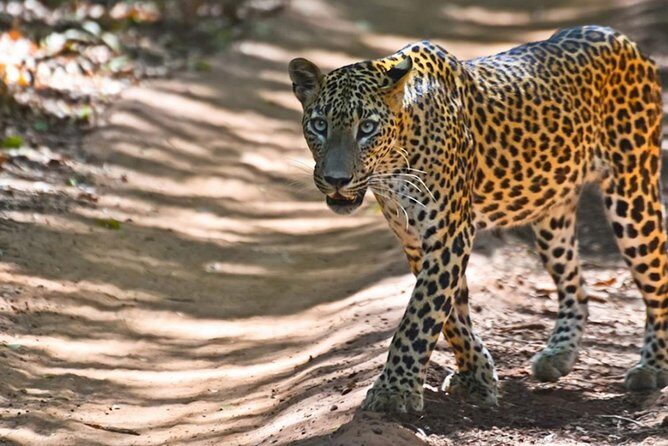 Yala Safari Private Day Trip from Bentota and Kalutara Areas - Authentic Experiences and Tips