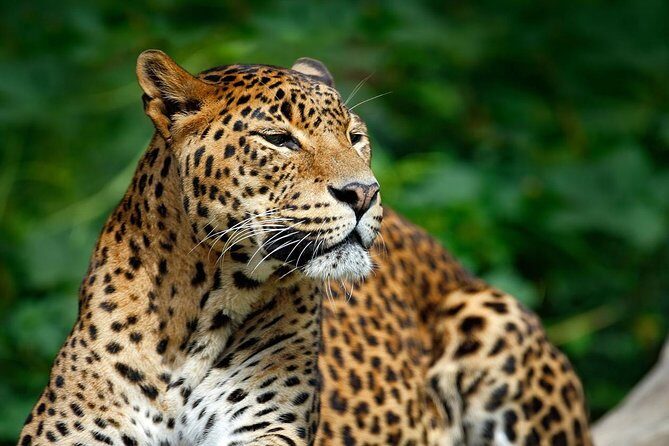 Yala Safari Private Day Trip from Bentota and Kalutara Areas - Final Thoughts