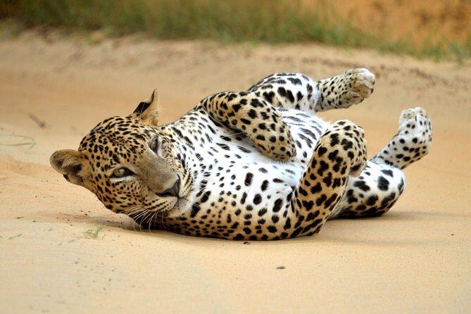 Yala Safari Private Day Trip from Bentota and Kalutara Areas - FAQ