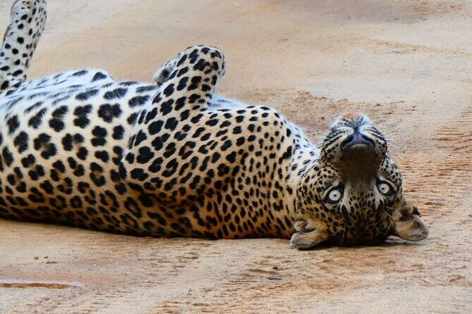 YALA SAFARI TOUR From Galle/Unawatuna/Mirissa/Matara/Tangalle - Discovering the Yala Safari Tour from Galle and South Coast Resorts