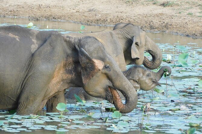 YALA SAFARI TOUR From Galle/Unawatuna/Mirissa/Matara/Tangalle - An In-Depth Look at the Yala Safari Experience