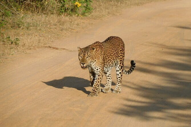 YALA SAFARI TOUR from Galle/Unawatuna/Mirissa/Tangalle/Ella - Exploring the Yala National Park Safari Experience