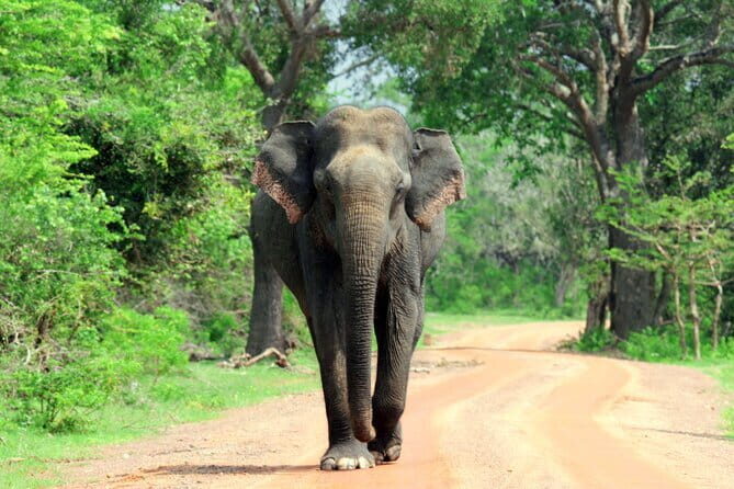 YALA SAFARI TOUR from Galle/Unawatuna/Mirissa/Tangalle/Ella - Practical Tips for Your Safari