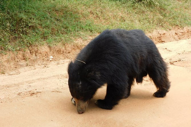 YALA SAFARI TOUR from Galle/Unawatuna/Mirissa/Tangalle/Ella - The Sum Up