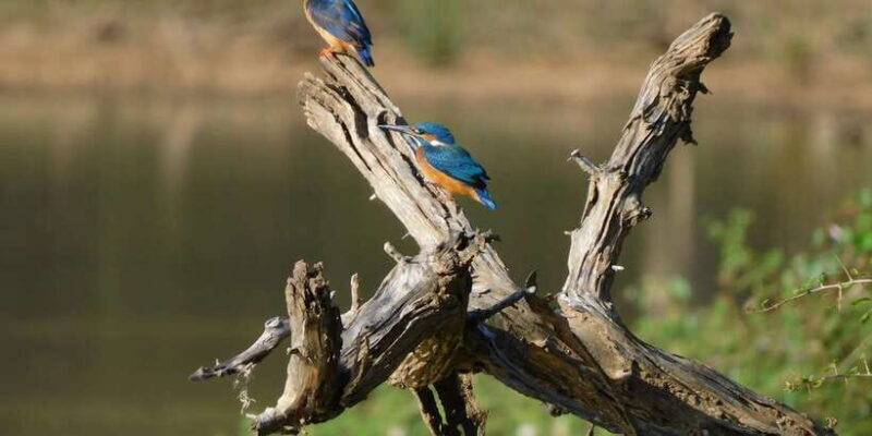 Yala Safari Tour from Hambantota Port area (Shore Excursion) - Key Points