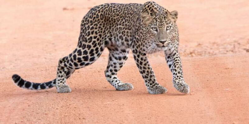 Yala Safari Tour from Hambantota Port area (Shore Excursion) - An In-Depth Look at the Yala Safari Experience