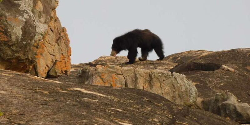 Yala Safari Tour from Hambantota Port area (Shore Excursion) - Final Thoughts