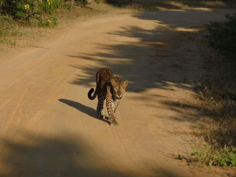 Yala Safari Tour from Hambantota Port area (Shore Excursion) - FAQs