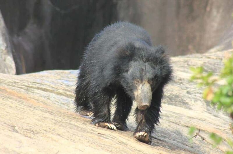 Yala Safari Tour from Hambantota Port by Ajith Safaris - FAQ