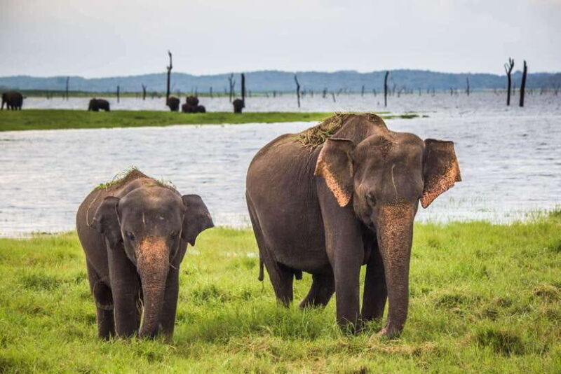 YALA SAFARI TOUR from TANGALLE/HIRIKETIYA/MIRISSA/GALLE - Key Points