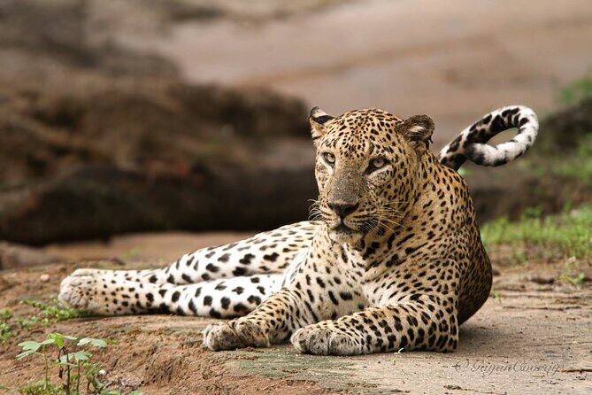 Yala safari Tours Morning /Afternoon /Fullday - Yala Safari Tours Morning /Afternoon /Fullday: An Authentic Wildlife Experience