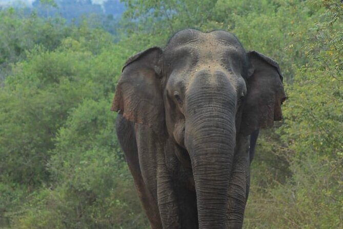 Yala safari Tours Morning /Afternoon /Fullday - Key Points