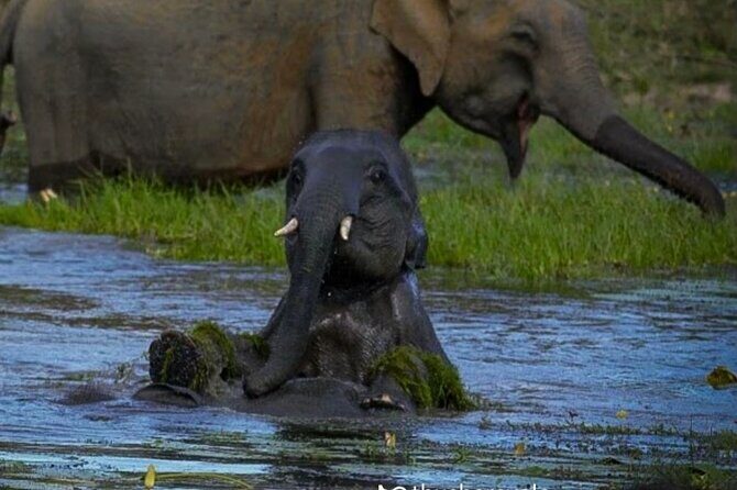 Yala safari Tours Morning /Afternoon /Fullday - The Sum Up