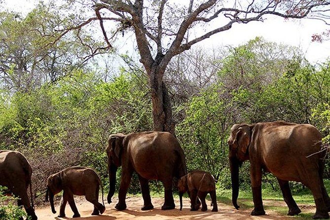 Yala Safari - Yala National Park - An In-Depth Look at the Yala Safari Tour